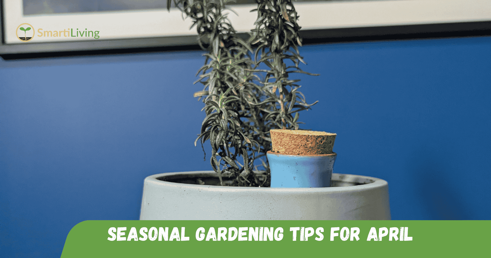 Seasonal Gardening tips Hydrate plants with terracotta ollas